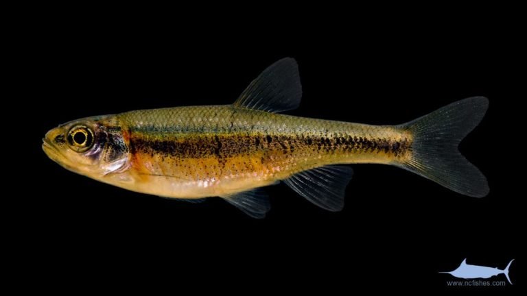 Freshwater Fishes Gallery » NCFishes.com