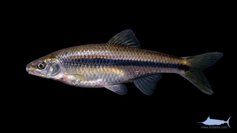 Cyprinella nivea » NCFishes.com