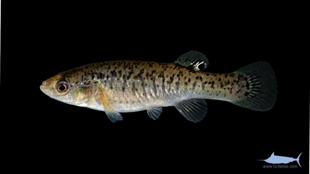 Fundulus confluentus » NCFishes.com