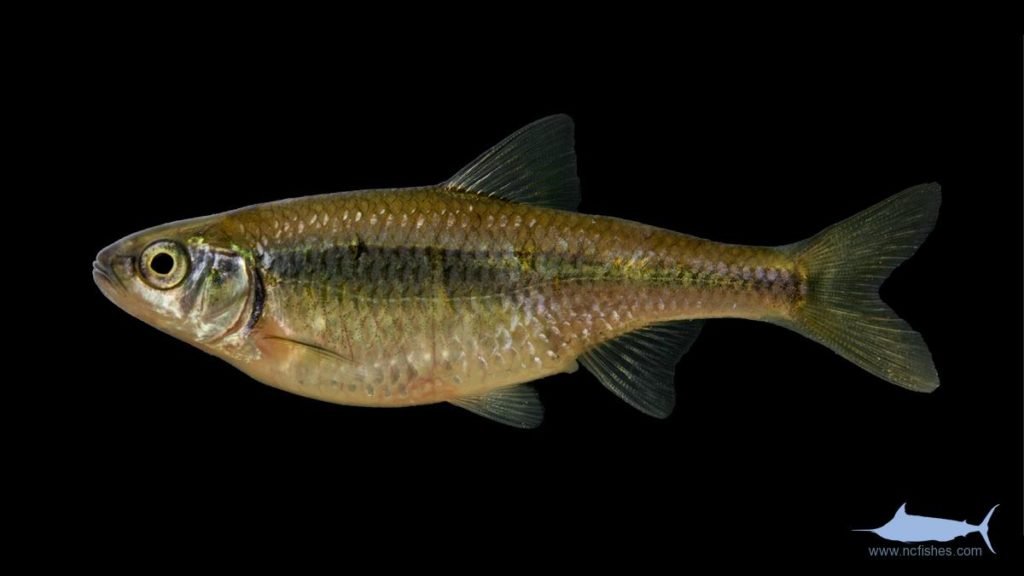Freshwater Fishes Gallery » NCFishes.com