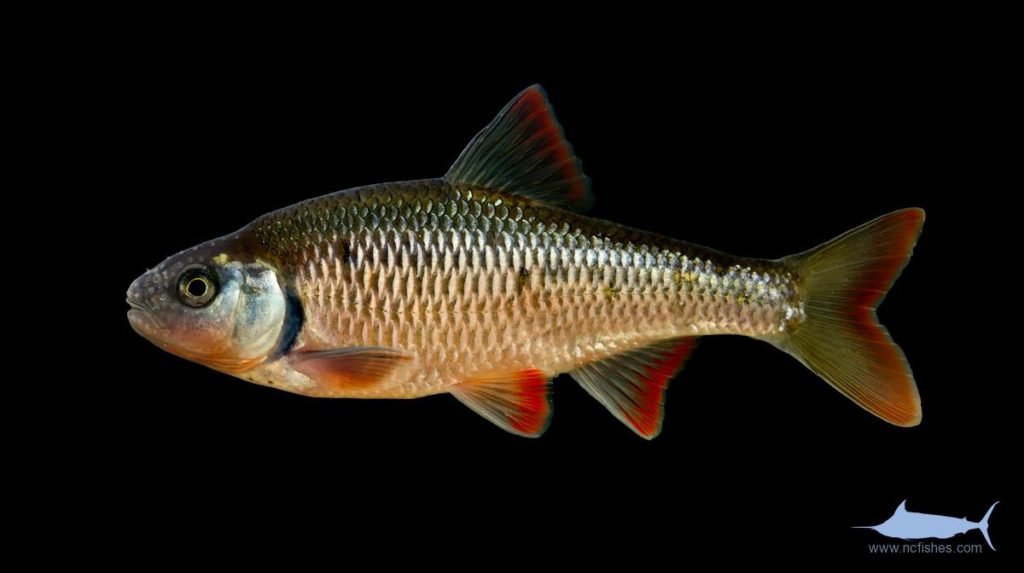 Luxilus albeolus » NCFishes.com