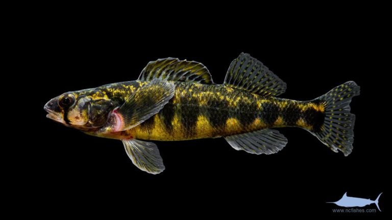 Freshwater Fishes Gallery » NCFishes.com