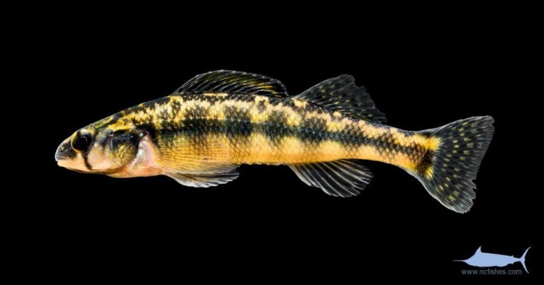 Freshwater Fishes Gallery » NCFishes.com