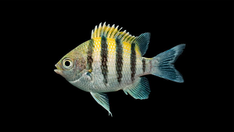 Abudefduf saxatilis » NCFishes.com