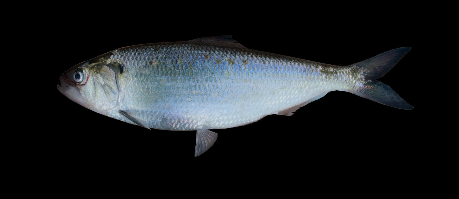 Alosa sapidissima » NCFishes.com