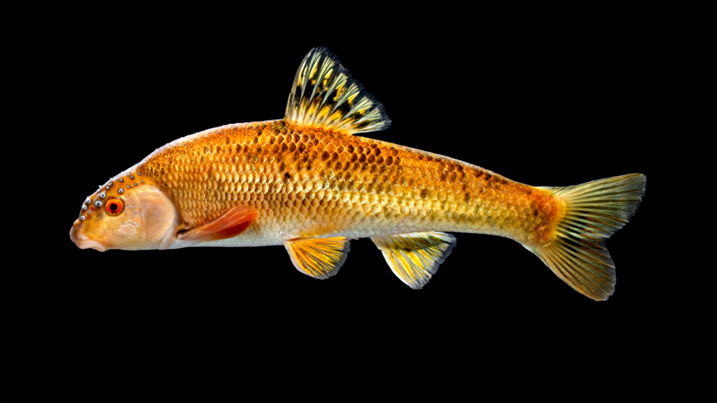 Freshwater Fishes Gallery » NCFishes.com