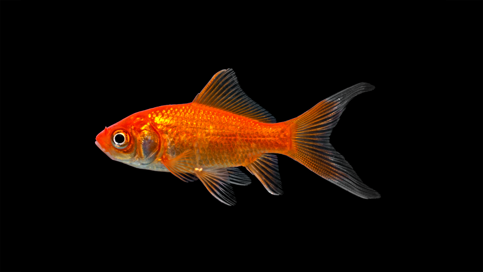 Carassius auratus » NCFishes.com