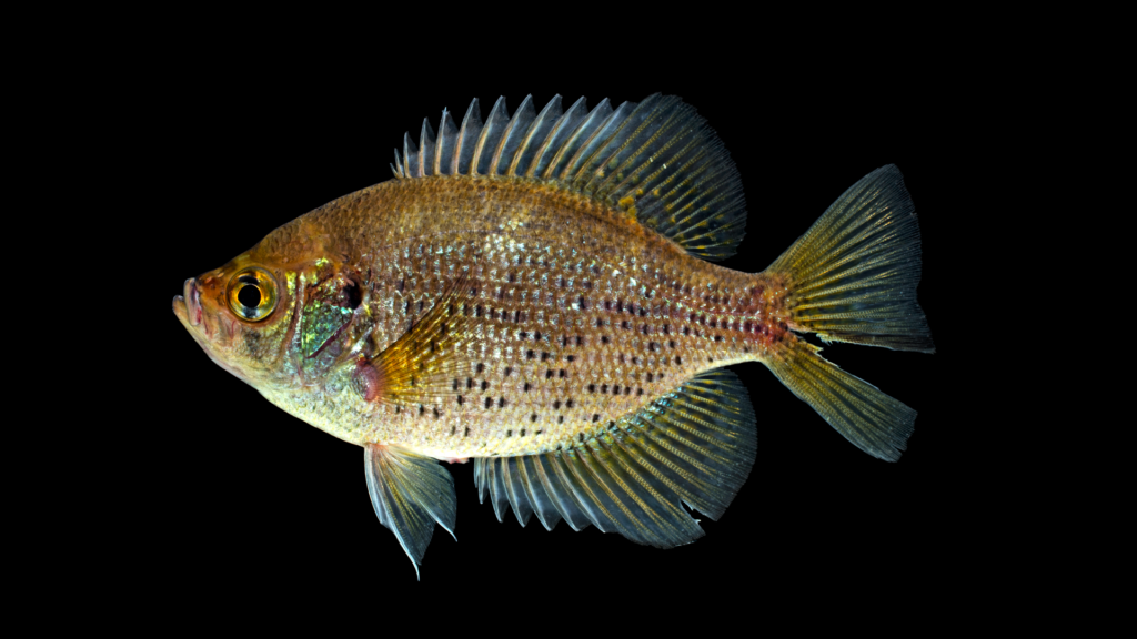 Centrarchus macropterus » NCFishes.com