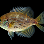 Centrarchus macropterus » NCFishes.com