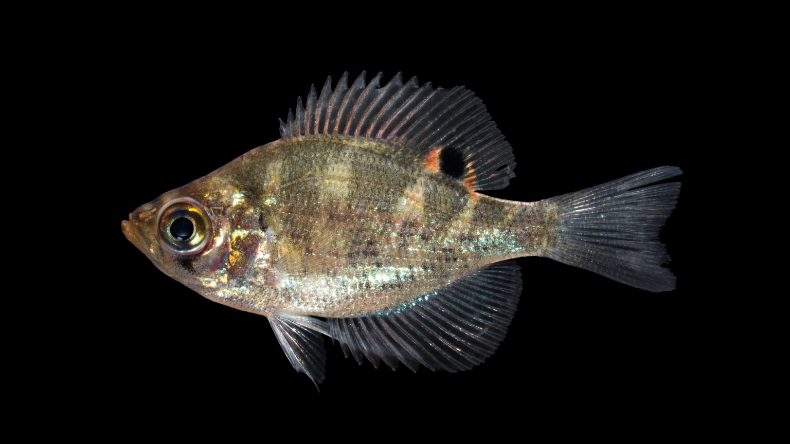 Centrarchus macropterus » NCFishes.com