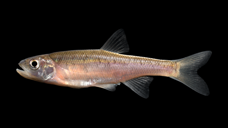 Clinostomus funduloides » NCFishes.com
