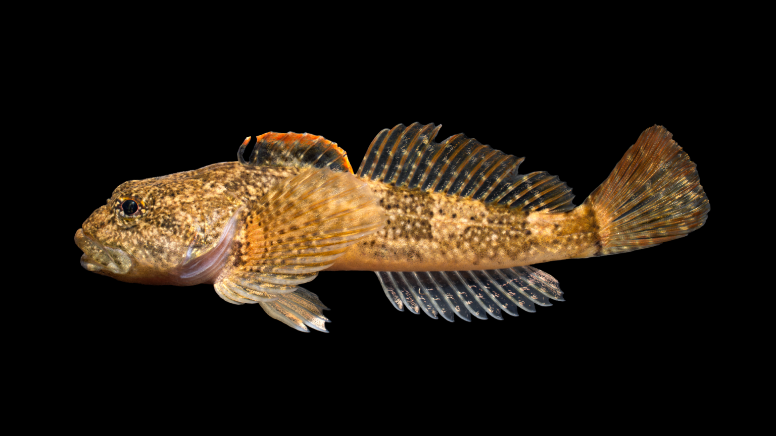 Cottus bairdii » NCFishes.com