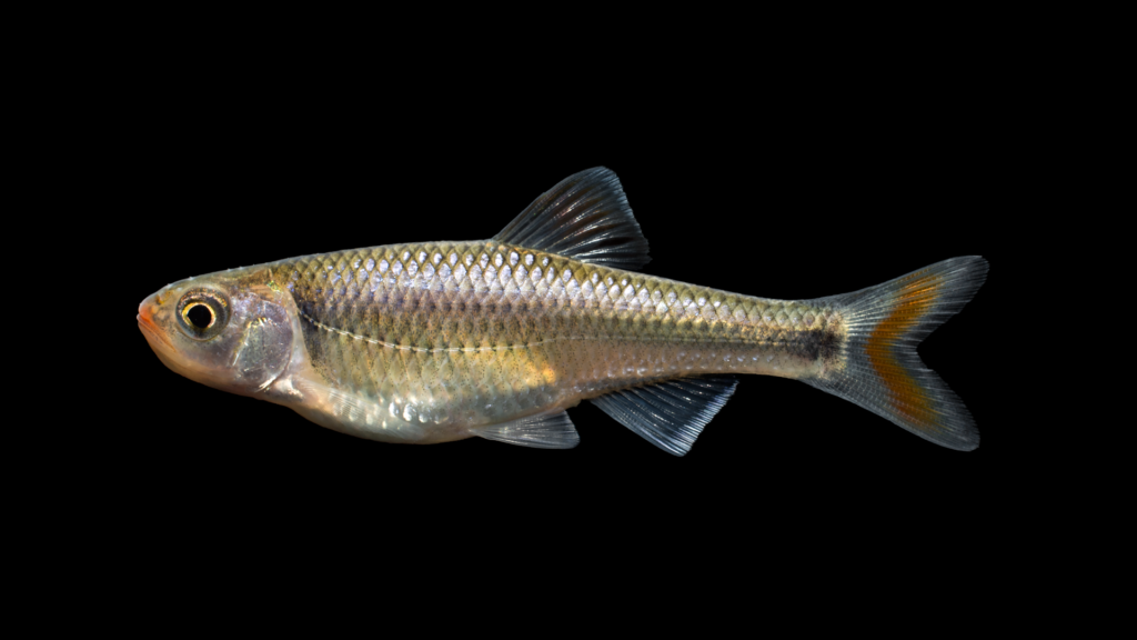 Cyprinella pyrrhomelas » NCFishes.com