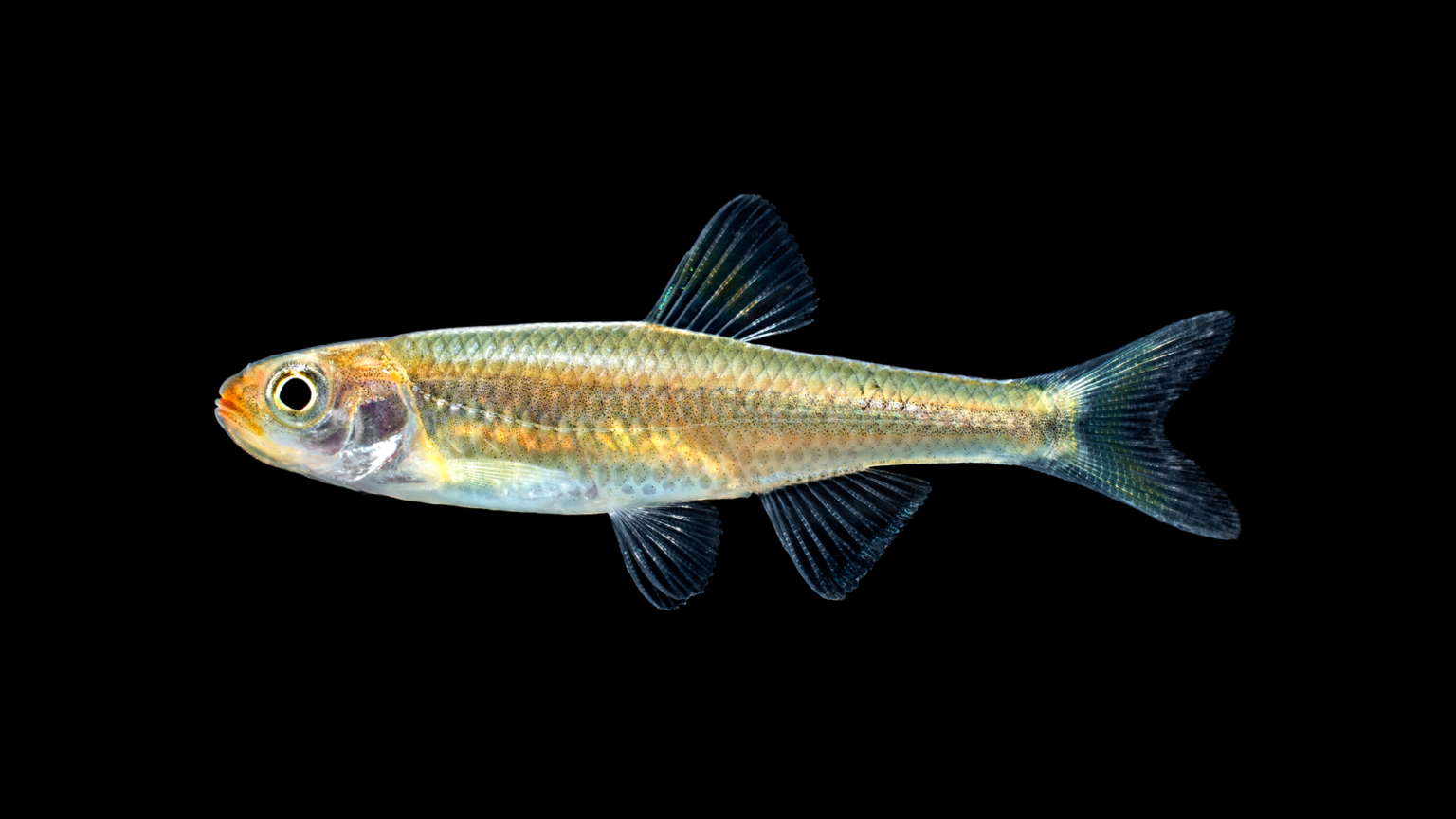 Freshwater Fishes Gallery » NCFishes.com