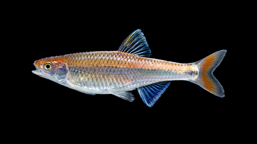 Cyprinella pyrrhomelas » NCFishes.com