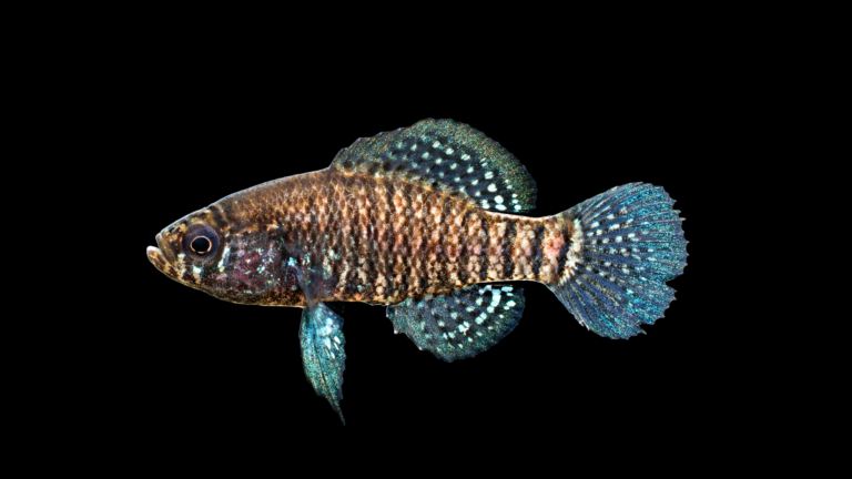 Elassoma evergladei » NCFishes.com