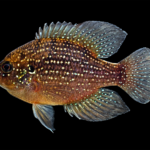 Enneacanthus gloriosus » NCFishes.com