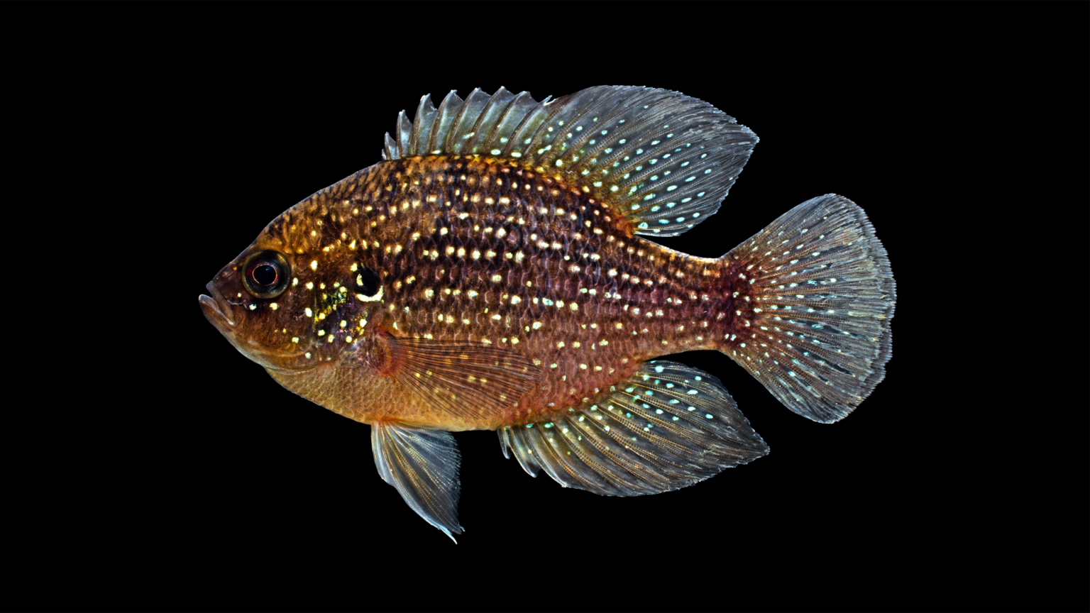 Enneacanthus gloriosus » NCFishes.com
