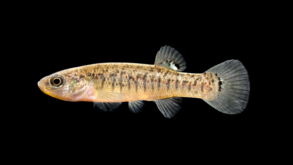 Fundulus confluentus » NCFishes.com