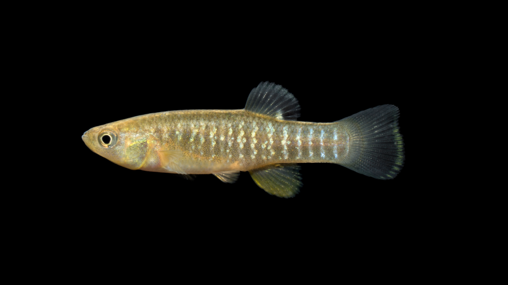 Marine Fishes Gallery » NCFishes.com