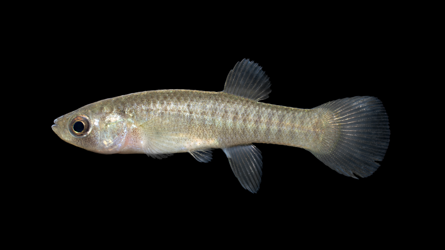Marine Fishes Gallery » NCFishes.com