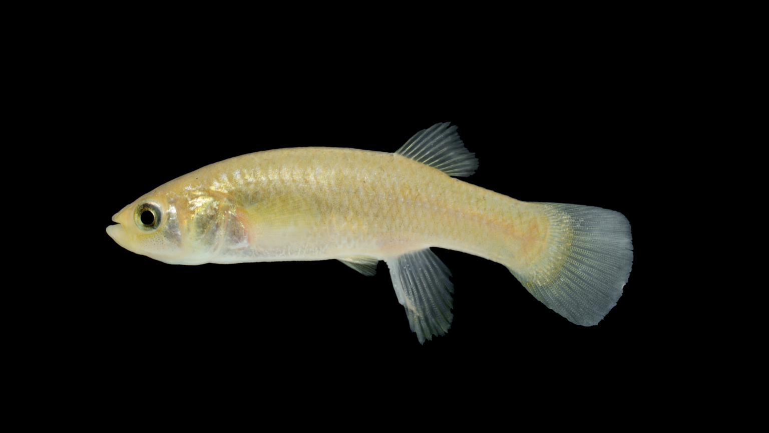 Marine Fishes Gallery » NCFishes.com