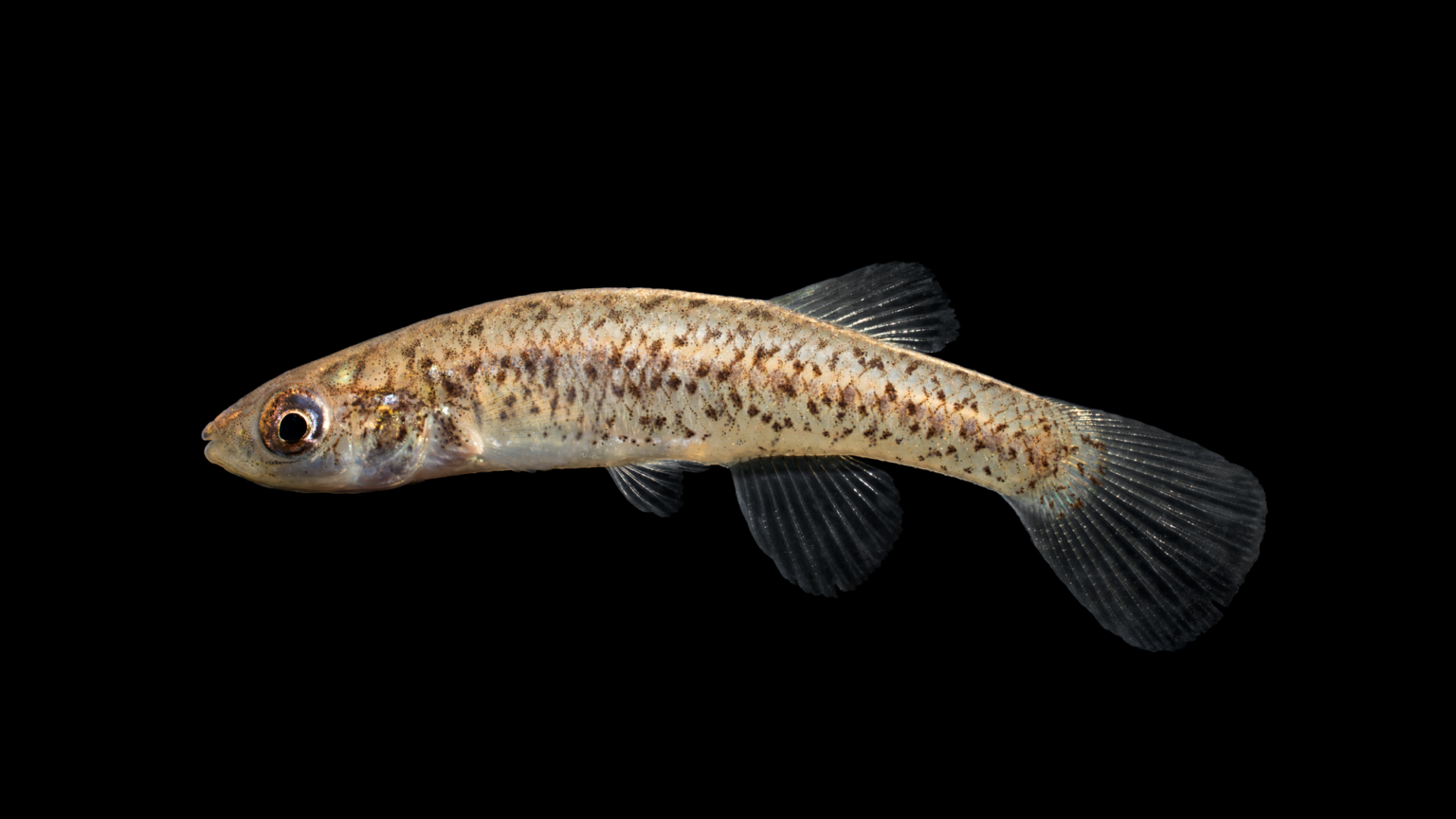 Fundulus rathbuni » NCFishes.com