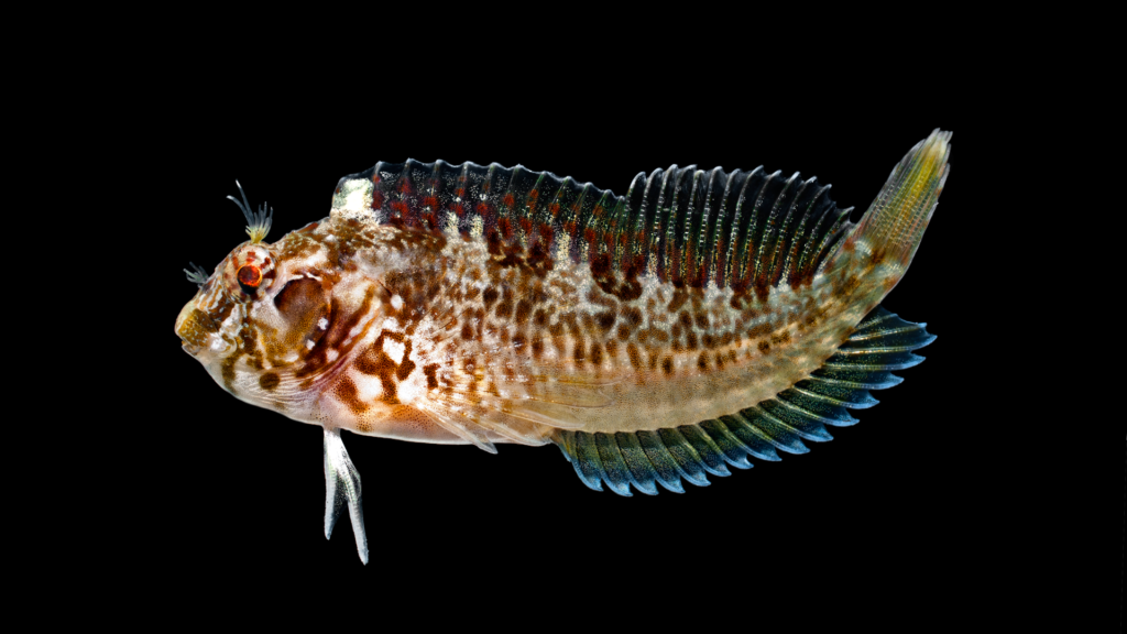 Hypleurochilus geminatus » NCFishes.com
