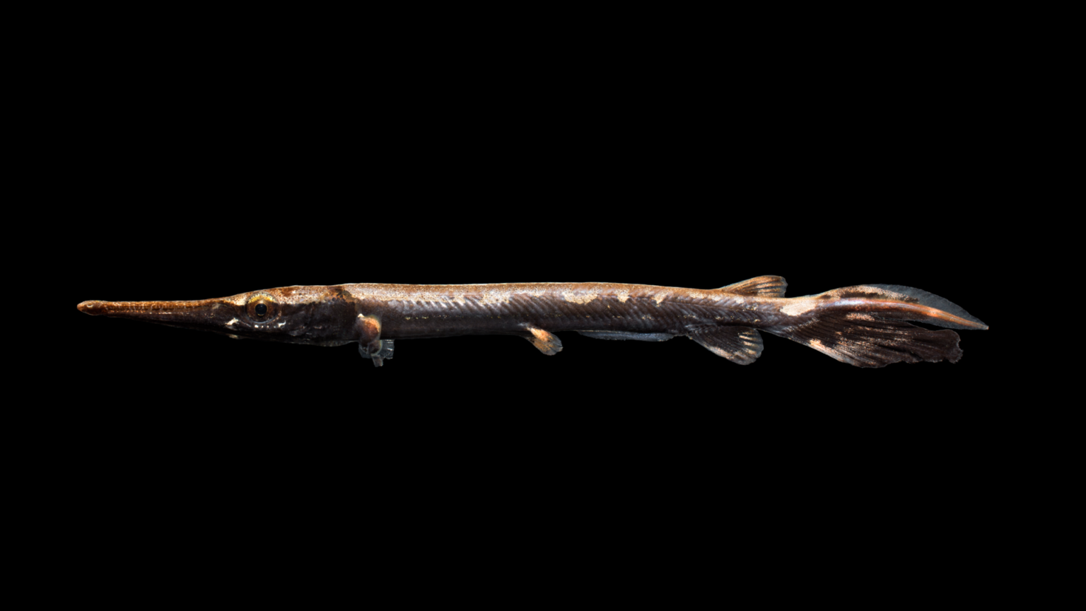 Lepisosteus osseus » NCFishes.com