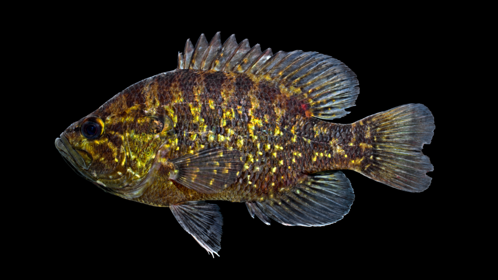 Lepomis gulosus » NCFishes.com