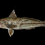 Menticirrhus saxatilis » NCFishes.com