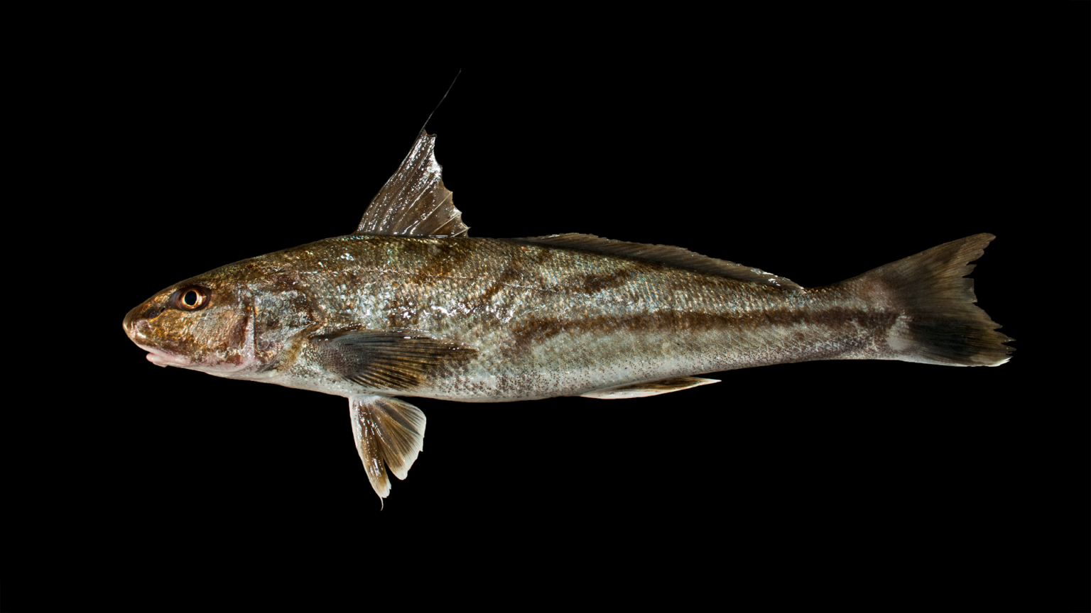 Sea Mullet of North Carolina » NCFishes.com