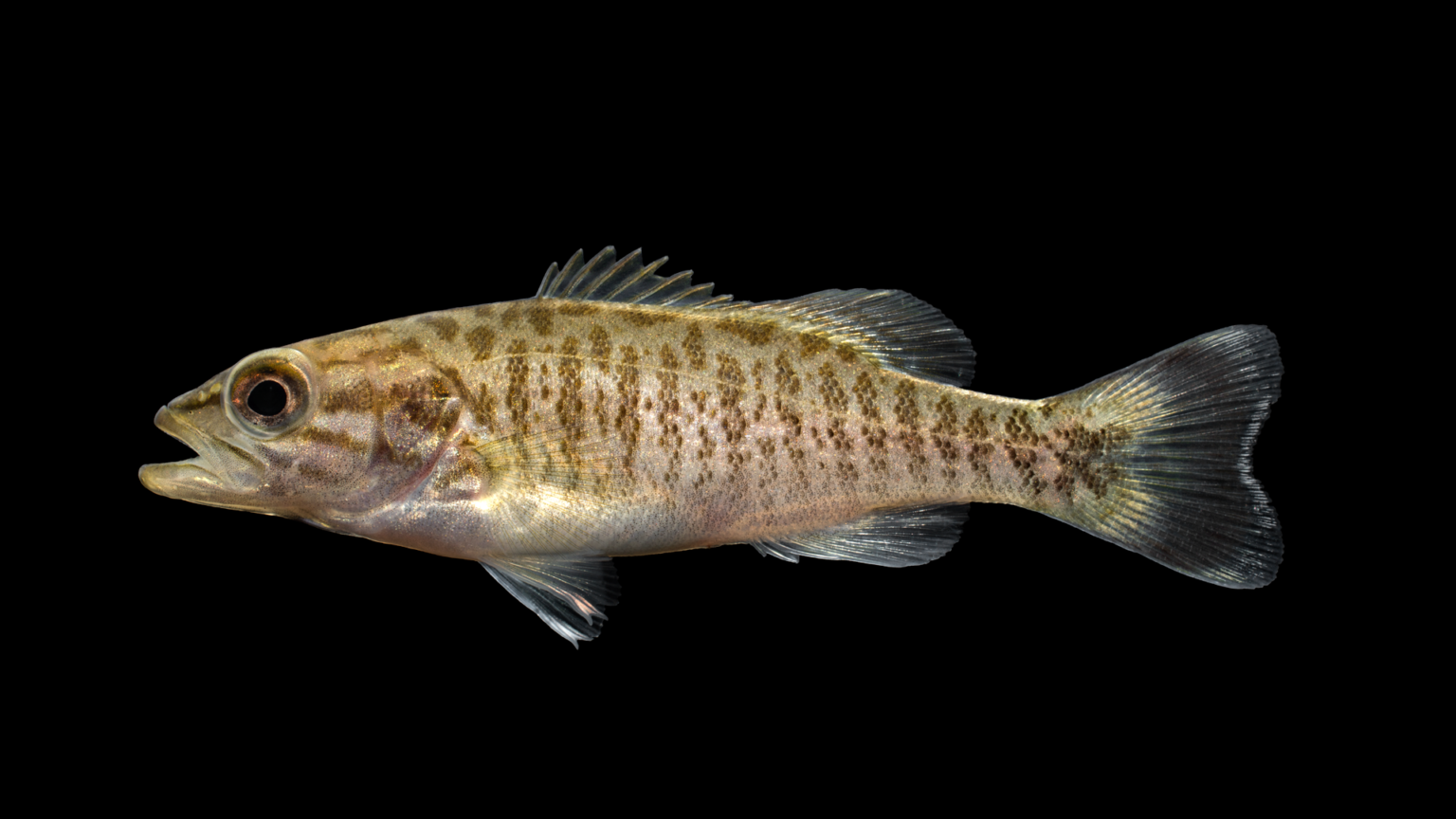 Micropterus sp. "Bartram's" Bass » NCFishes.com