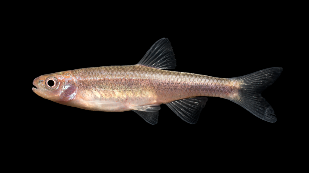 Hydrophlox chlorocephalus » NCFishes.com