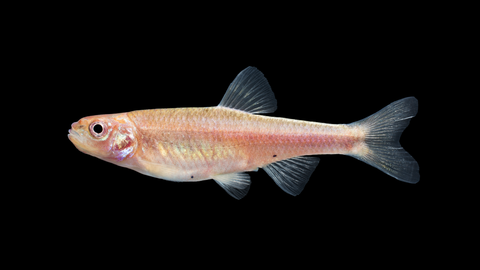 Hydrophlox chlorocephalus » NCFishes.com