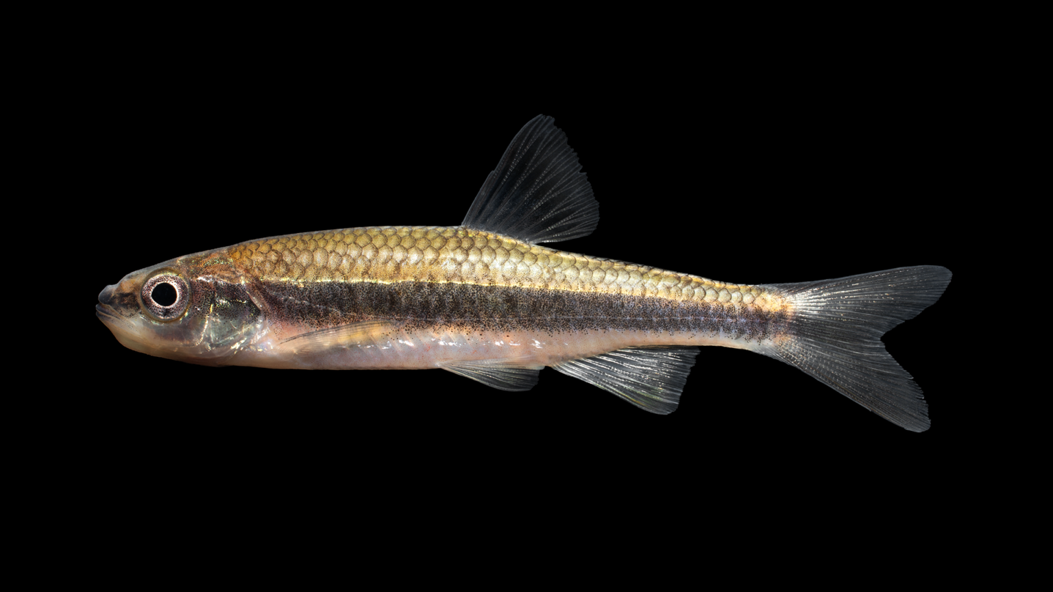 Hydrophlox lutipinnis » NCFishes.com