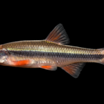 Notropis lutipinnis » NCFishes.com
