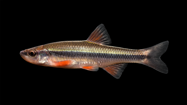 Hydrophlox chiliticus » NCFishes.com