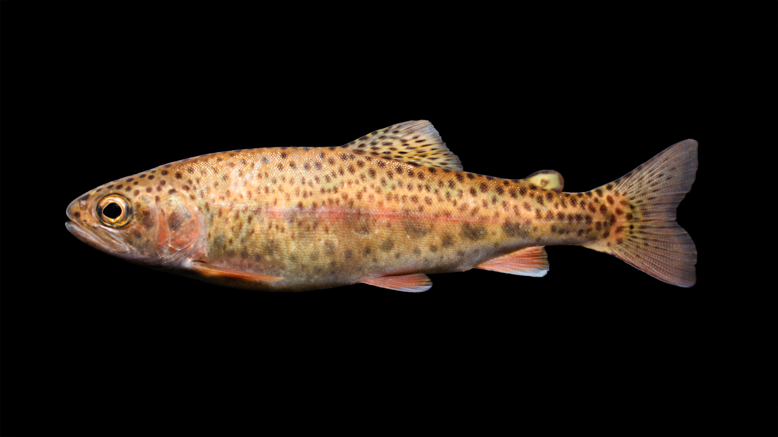 Oncorhynchus nerka » NCFishes.com