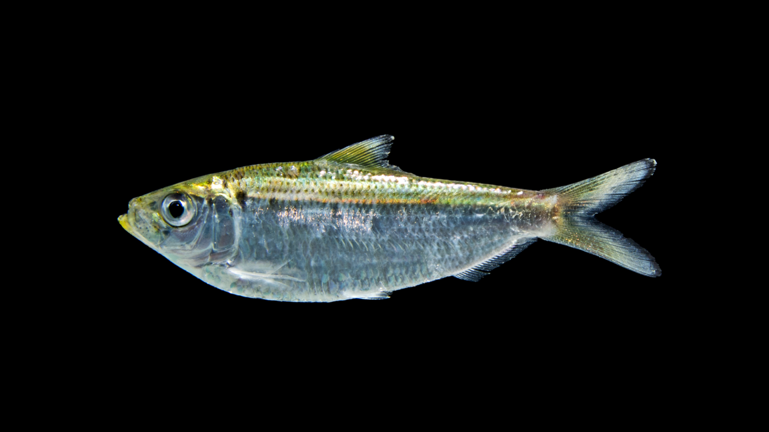 Sardinella aurita » NCFishes.com