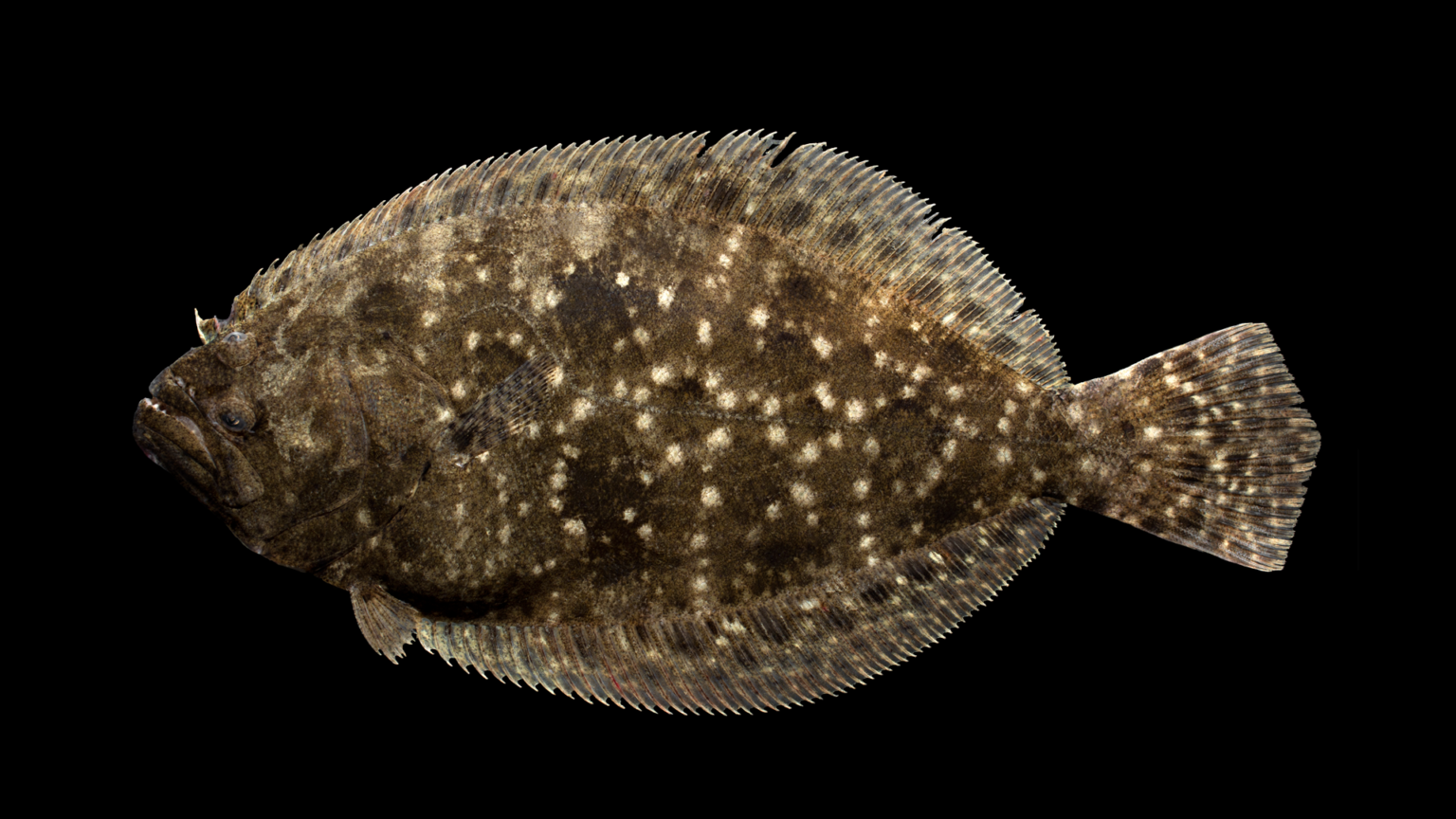 Paralichthys lethostigma » NCFishes.com