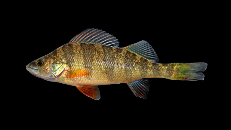 Darter and Perch (Family Percidae) Diversity in North Carolina ...