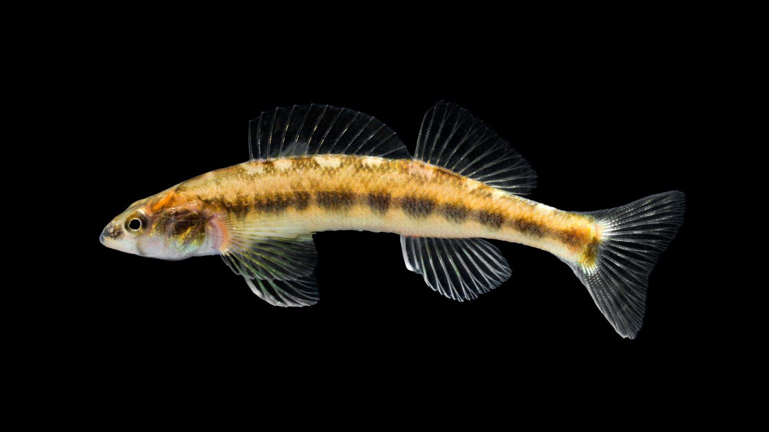 Percina roanoka » NCFishes.com
