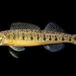 Percina rex » NCFishes.com