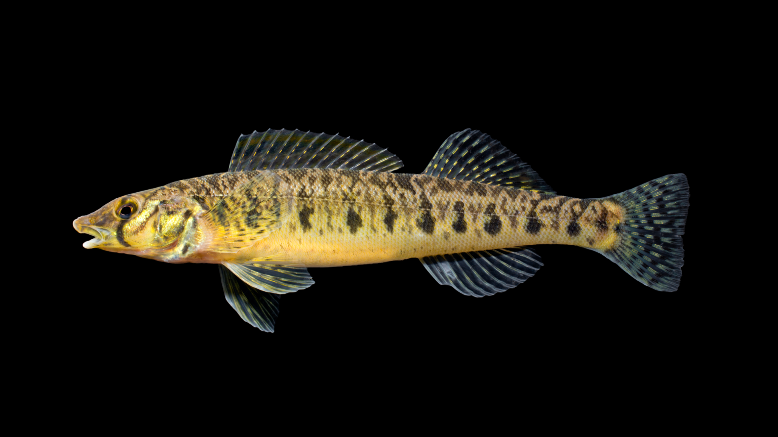 Freshwater Fishes Gallery » NCFishes.com