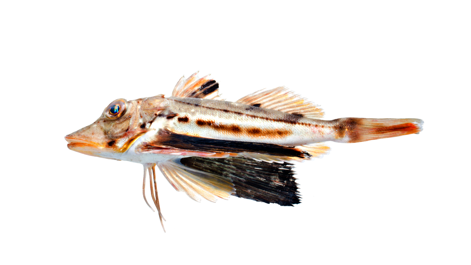 Prionotus scitulus » NCFishes.com