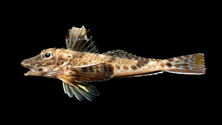 Prionotus evolans » NCFishes.com