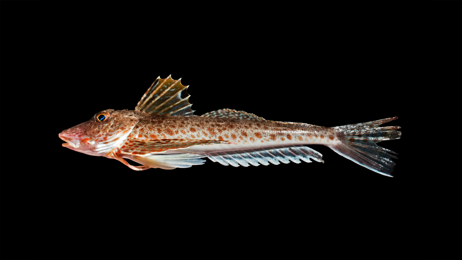 Prionotus scitulus » NCFishes.com