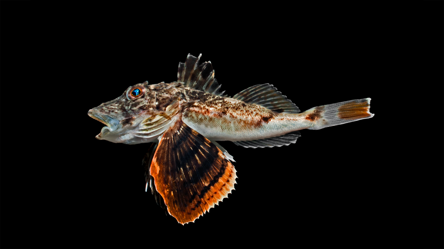 Prionotus evolans » NCFishes.com