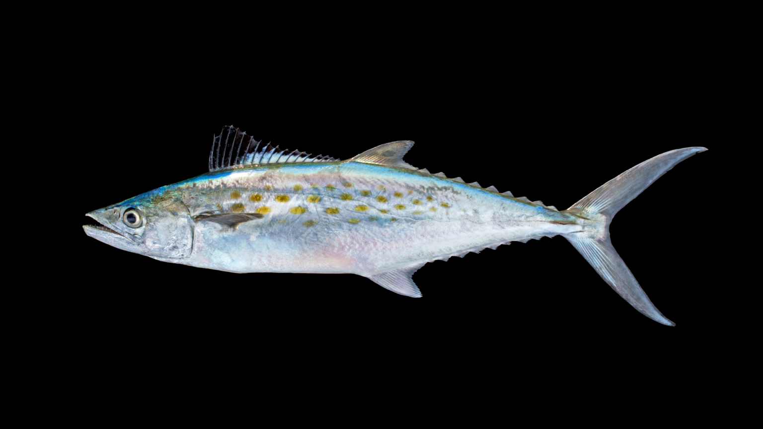 Scomberomorus regalis » NCFishes.com